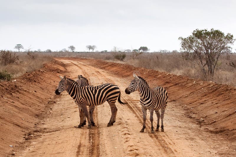 Zebra Crossing stock photo. Image of harmony, detail - 13135216