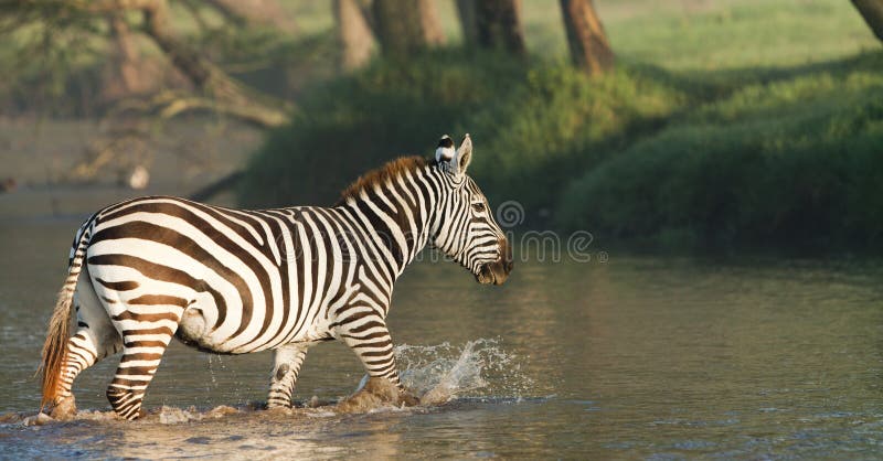 Zebra crossing a river stock photo. Image of river, african - 21345978