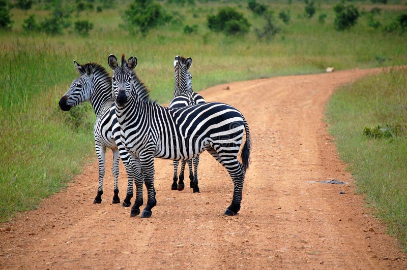 Zebra crossing in safari stock photo. Image of animal - 9708804