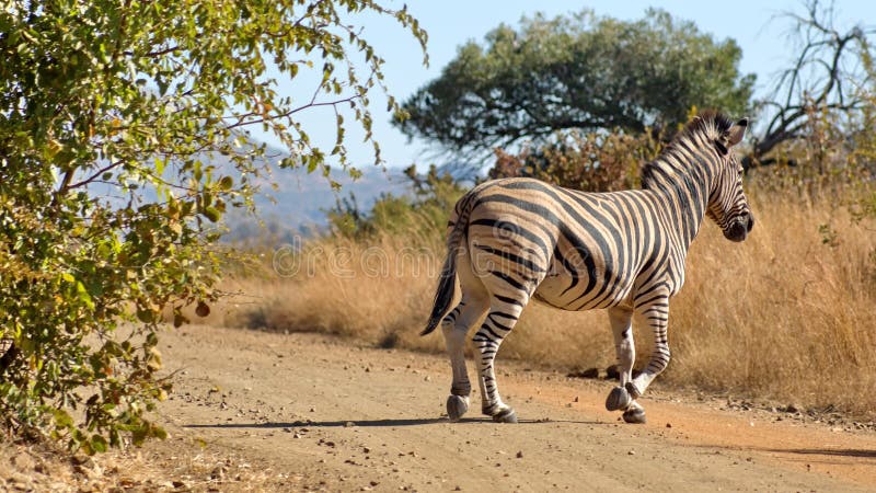Zebra Cruzando La Carretera Foto de archivo - Imagen de meridional ...