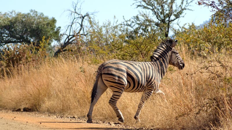 Zebra Cruzando La Carretera Foto de archivo - Imagen de meridional ...