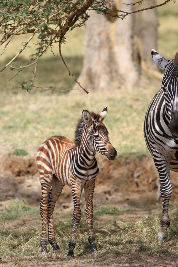 Zebra Cub stock photo. Image of game, nature, park, horse - 4453616