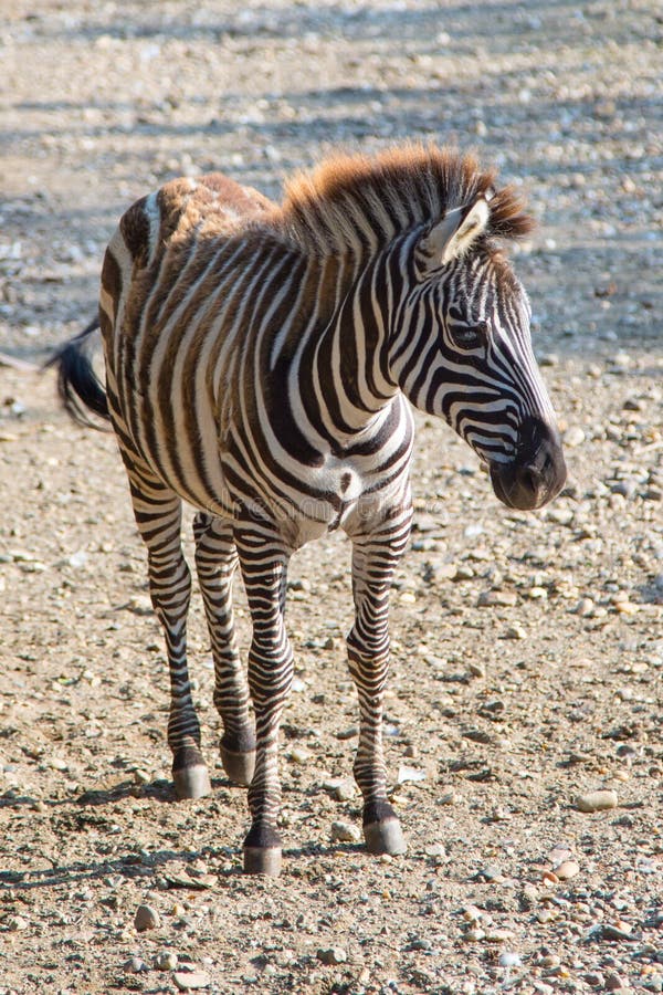 Zebra Cub stock photo. Image of game, nature, park, horse - 4453616