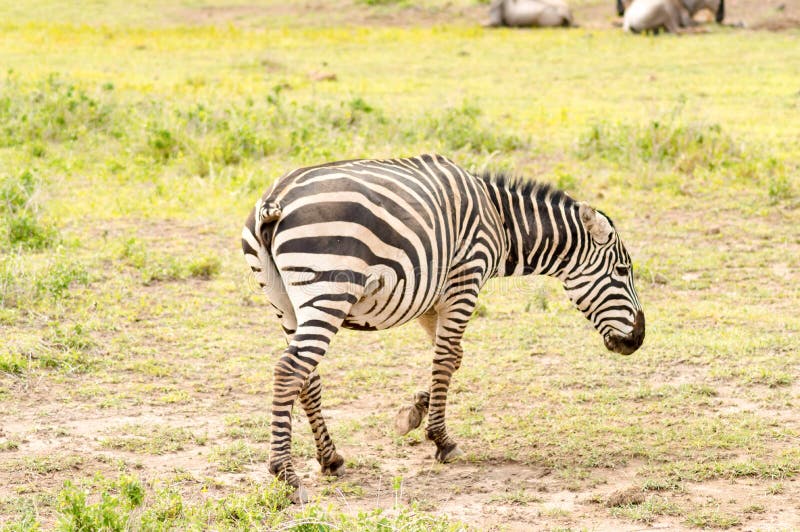 Zebra with Cut Tail Having Difficulty Chasing Flies and Mosquito Stock ...
