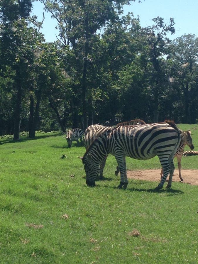 Gentry Zoo Animals Stock Photos - Free & Royalty-Free Stock Photos from ...