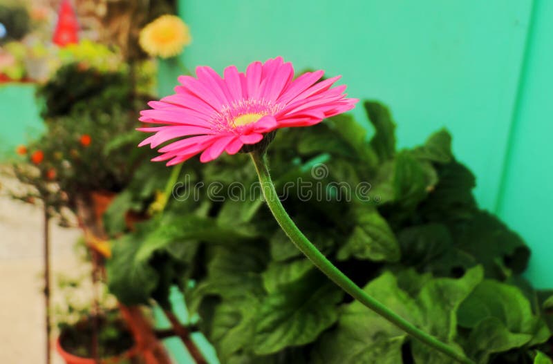 Zebra Daisy Flower stock image. Image of flower, daisy - 232633449