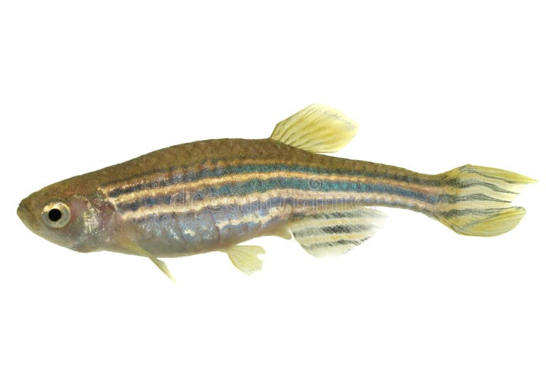 Zebra Danio (Danio rerio) stock photo. Image of nature - 4497606