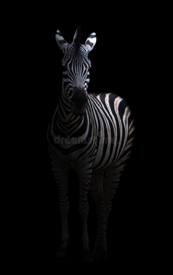 Zebra in the dark stock image. Image of wild, herbivorous - 78173525