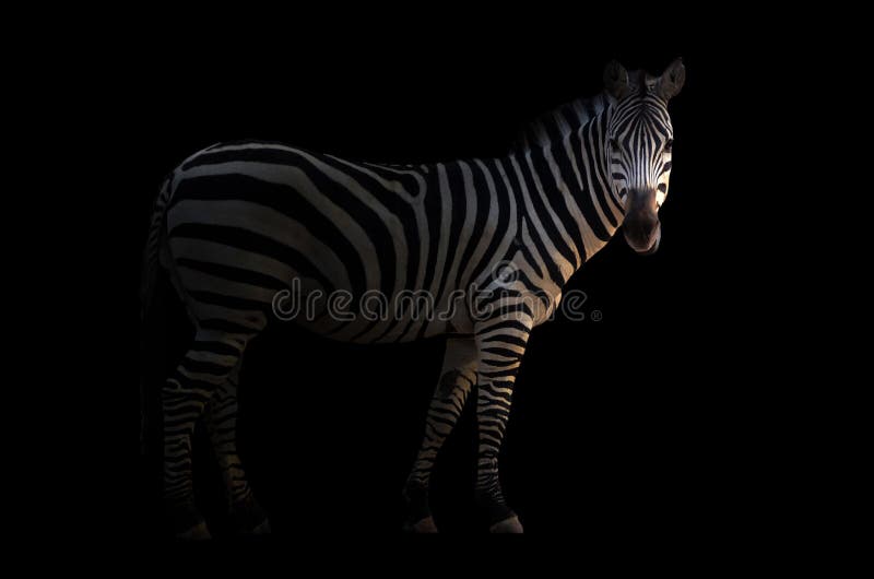 Zebra in the dark stock image. Image of conceal, black - 78173533