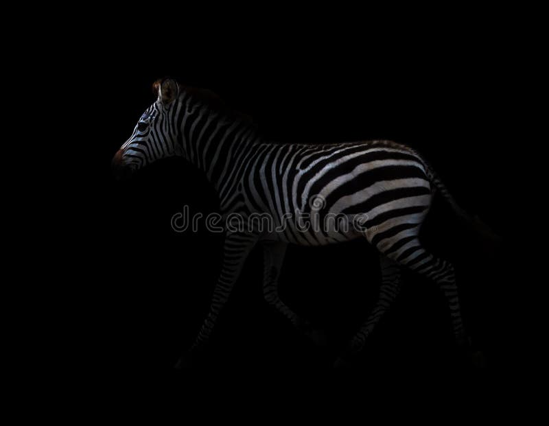 Zebra in the dark stock photo. Image of mane, gazing - 78173542