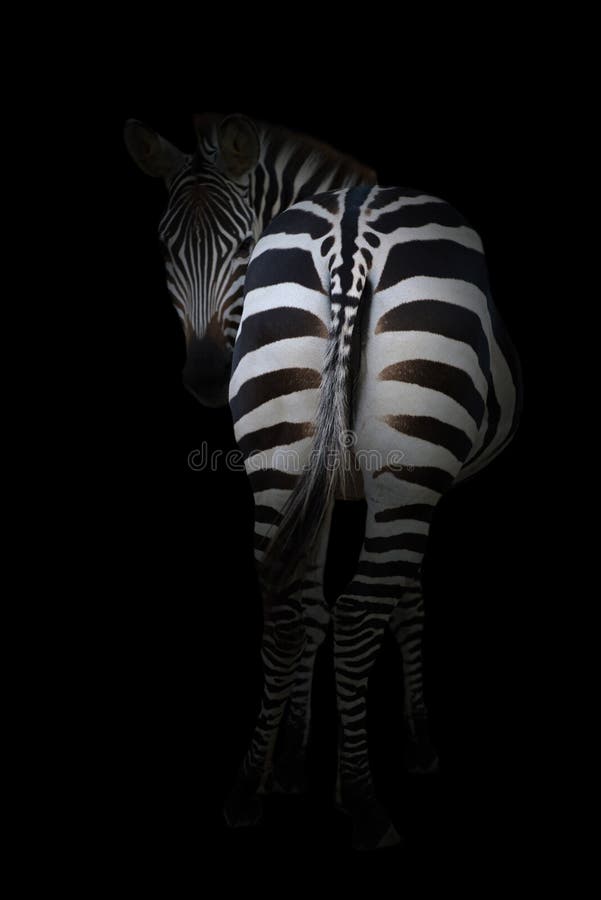 Zebra in the dark stock photo. Image of mane, dusl, equus - 78173570