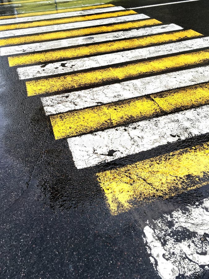 Zebra on Dark Wet Asphalt Road Stock Image - Image of texture, striped ...