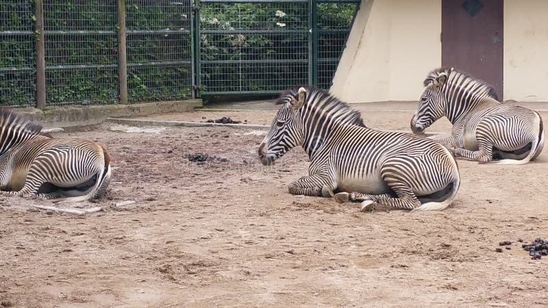 Zebra stock image. Image of three, stripe, captivity - 76583653