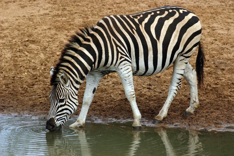Zebra de Burchell imagem de stock. Imagem de savana, bebida - 9220691