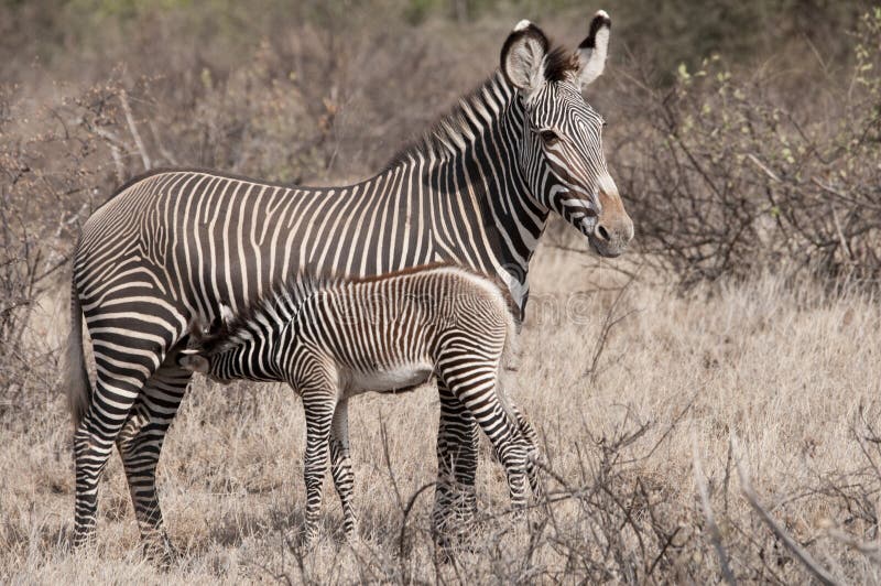 Zebra De Grevy Da Matriz Com Seu Potro. Foto de Stock - Imagem de leite ...
