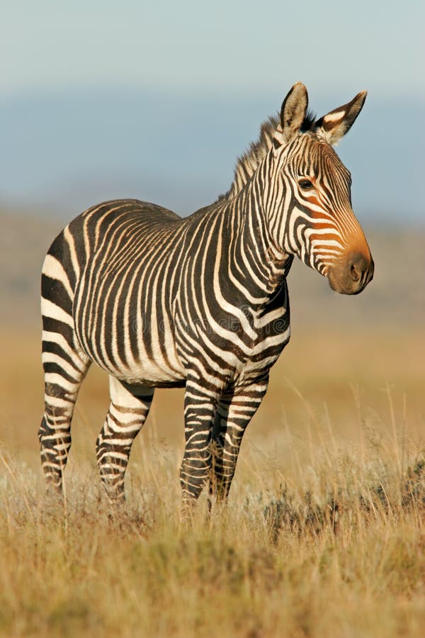 Égua Da Zebra Do Equus Da Zebra De Montanha Do Cabo Com Potro, Parque ...