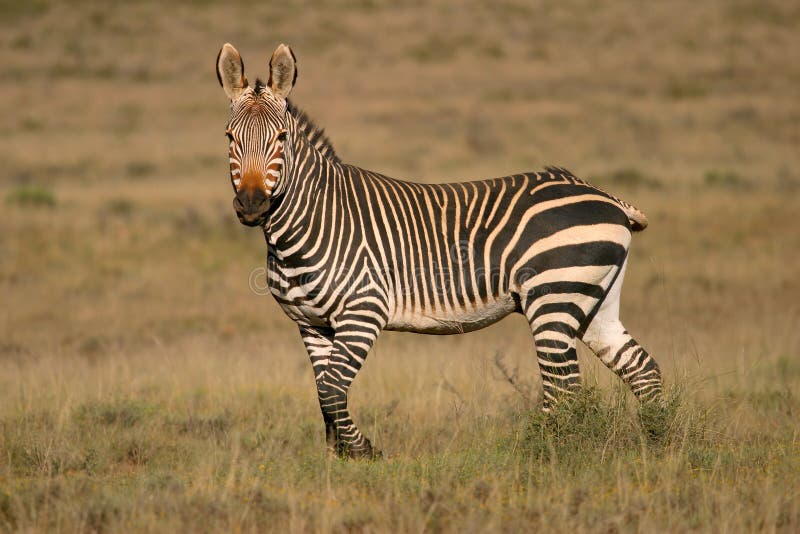 Égua Da Zebra Do Equus Da Zebra De Montanha Do Cabo Com Potro, Parque ...