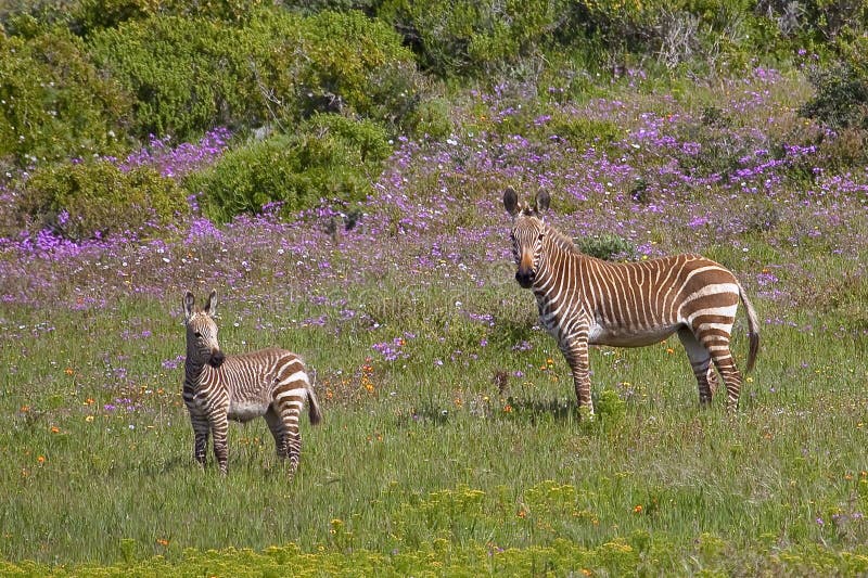 Zebra De Montanha Do Cabo Entre Flores Da Mola Foto de Stock - Imagem ...