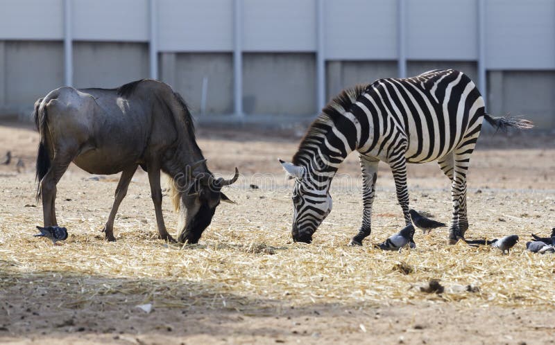 Zebra and deer stock photo. Image of bush, africa, food - 32328996