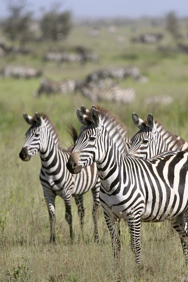 Zebra Del Burchell (burchelli Del Equus) Immagine Stock - Immagine di ...
