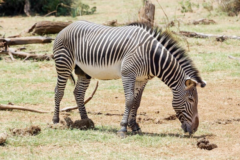Zebra Del Grevy (grevyi Del Equus) Immagine Stock - Immagine di zebra ...