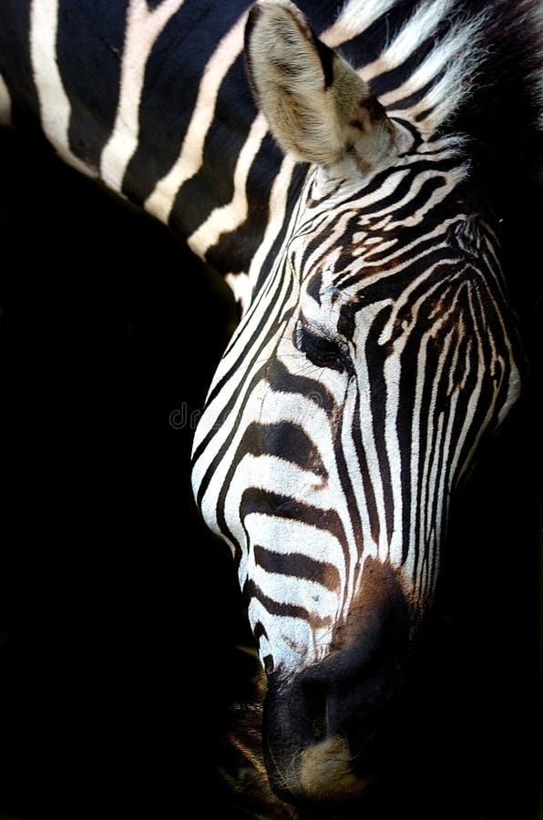 Zebra design stock photo. Image of fashion, texture, safari - 65691014