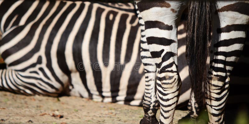 Zebra legs walking stock photo. Image of animal, feet - 11233774