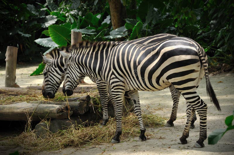 Zebra Die in De Dierentuin Van Singapore Eet Stock Foto - Image of gras ...