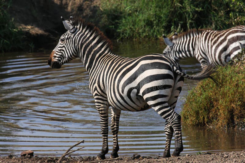 Zebra die rond eruit ziet stock foto. Image of serengeti - 20902652
