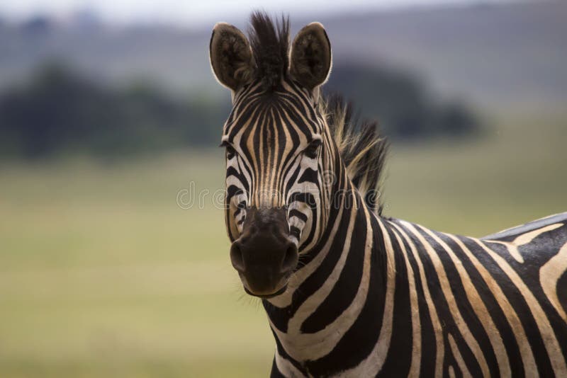 Zebra die rond eruit ziet stock afbeelding. Image of bebouwd - 64660355