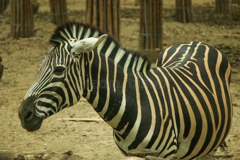 The Zebra with Distinct Lines in the Zoo Stock Image - Image of plant ...