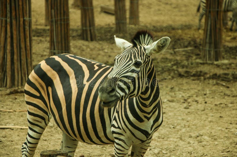 The Zebra with Distinct Lines in the Zoo Stock Image - Image of savanna ...