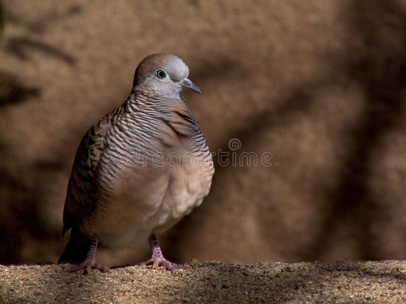 Zebra Dove and Two Baby Chicks Stock Photo - Image of dove, twigs ...