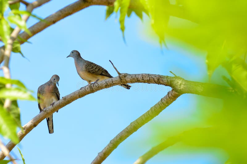 Zebra Dove and Two Baby Chicks Stock Photo - Image of dove, twigs ...