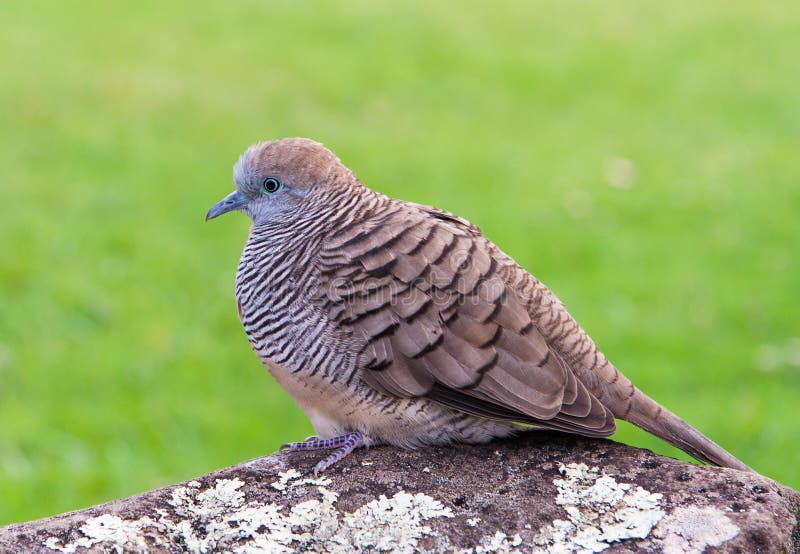 Zebra Dove stock photo. Image of wings, ground, pigeon - 27881006