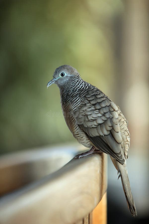 Zebra Dove and Two Baby Chicks Stock Photo - Image of dove, twigs ...