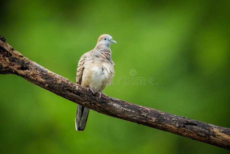 Zebra Dove and Two Baby Chicks Stock Photo - Image of dove, twigs ...