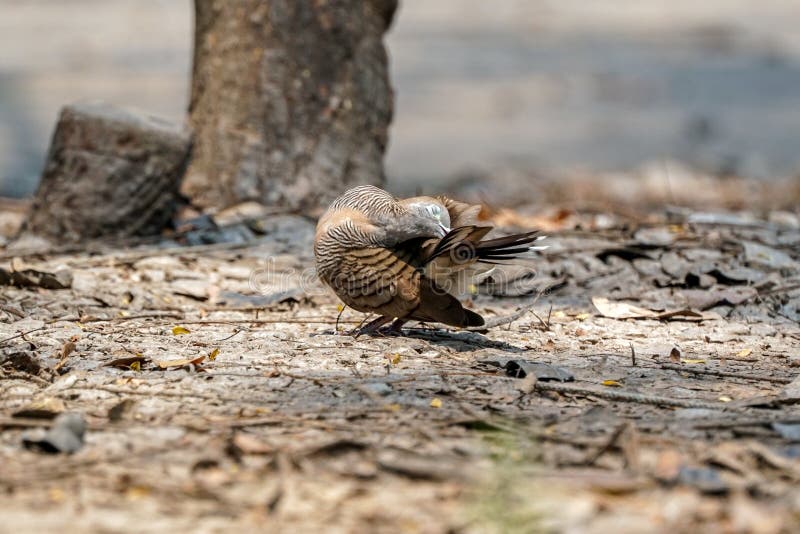 Zebra Dove Cleaning Its Tail Feather Stock Photo - Image of wild ...