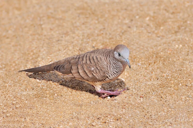 Zebra Dove stock photo. Image of geopelia, juvenile, beak - 35929584