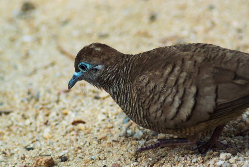 Zebra dove stock photo. Image of geopelia, bird, exclusion - 49679768