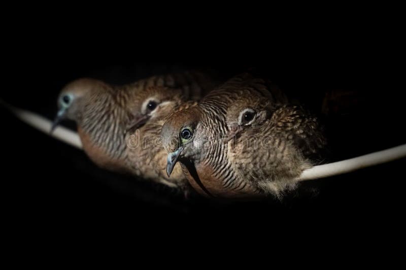 Zebra Dove Family at Night. Stock Image - Image of beauty, organ: 334614299