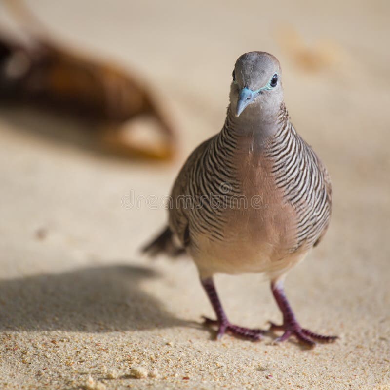 Zebra Dove Geopelia Striata Stock Photo - Image of striata, praslin ...
