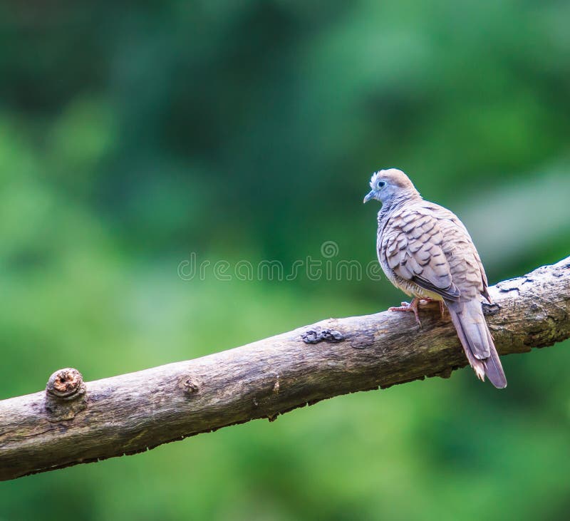 Zebra Dove or Geopelia Striata Stock Image - Image of dove, rainforest ...