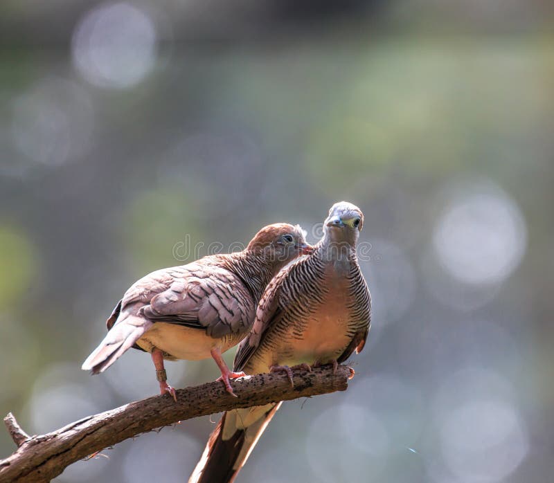 Zebra Dove or Geopelia Striata Stock Image - Image of tree, leaf: 57971747