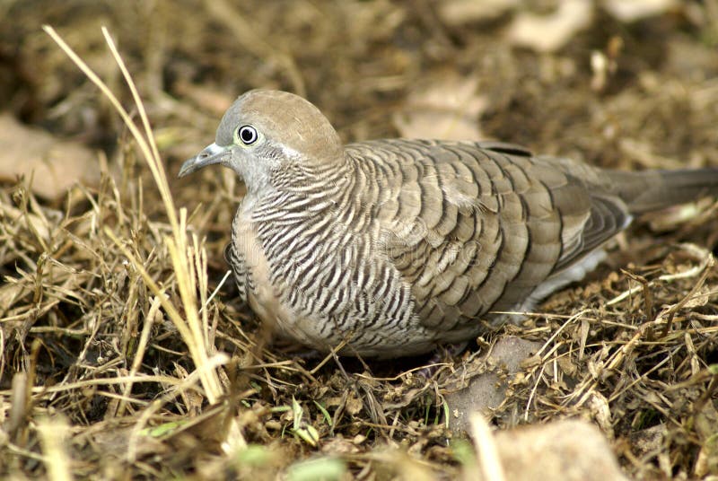Zebra Dove and Two Baby Chicks Stock Photo - Image of dove, twigs ...