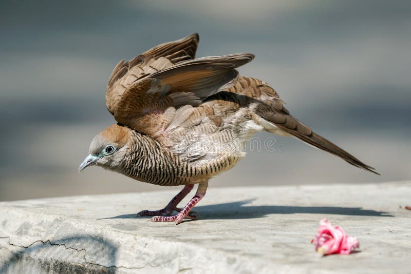 Zebra Dove Spanning Its Wings before Flight Stock Image - Image of ...