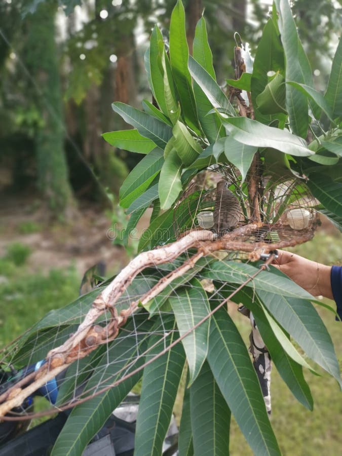 Dove Trap Stock Photos - Free & Royalty-Free Stock Photos from Dreamstime
