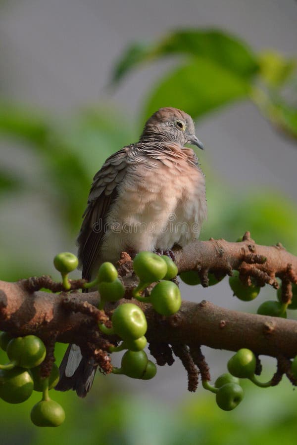 Zebra Dove and Two Baby Chicks Stock Photo - Image of dove, twigs ...