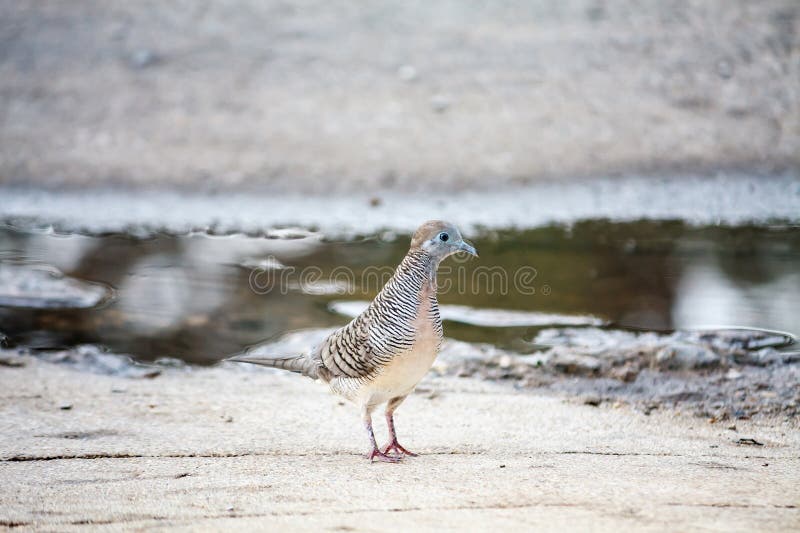 Zebra Dove stock image. Image of animal, young, zebra - 76355665