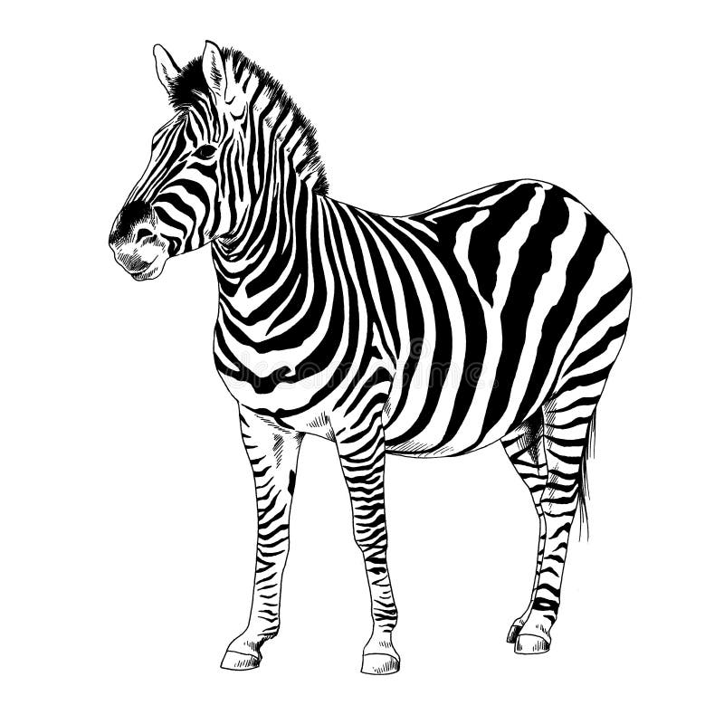 Zebra Drawn with Ink and Hand-colored Pop Art Vector Stock Vector ...